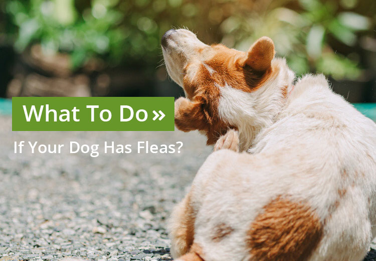 What To Do If Your Dog Has Fleas? – Budget Pet Supplies